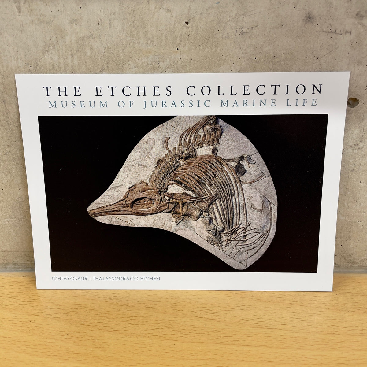 The Etches Collection Postcard - Ichthyosaur – The Etches Collection Shop