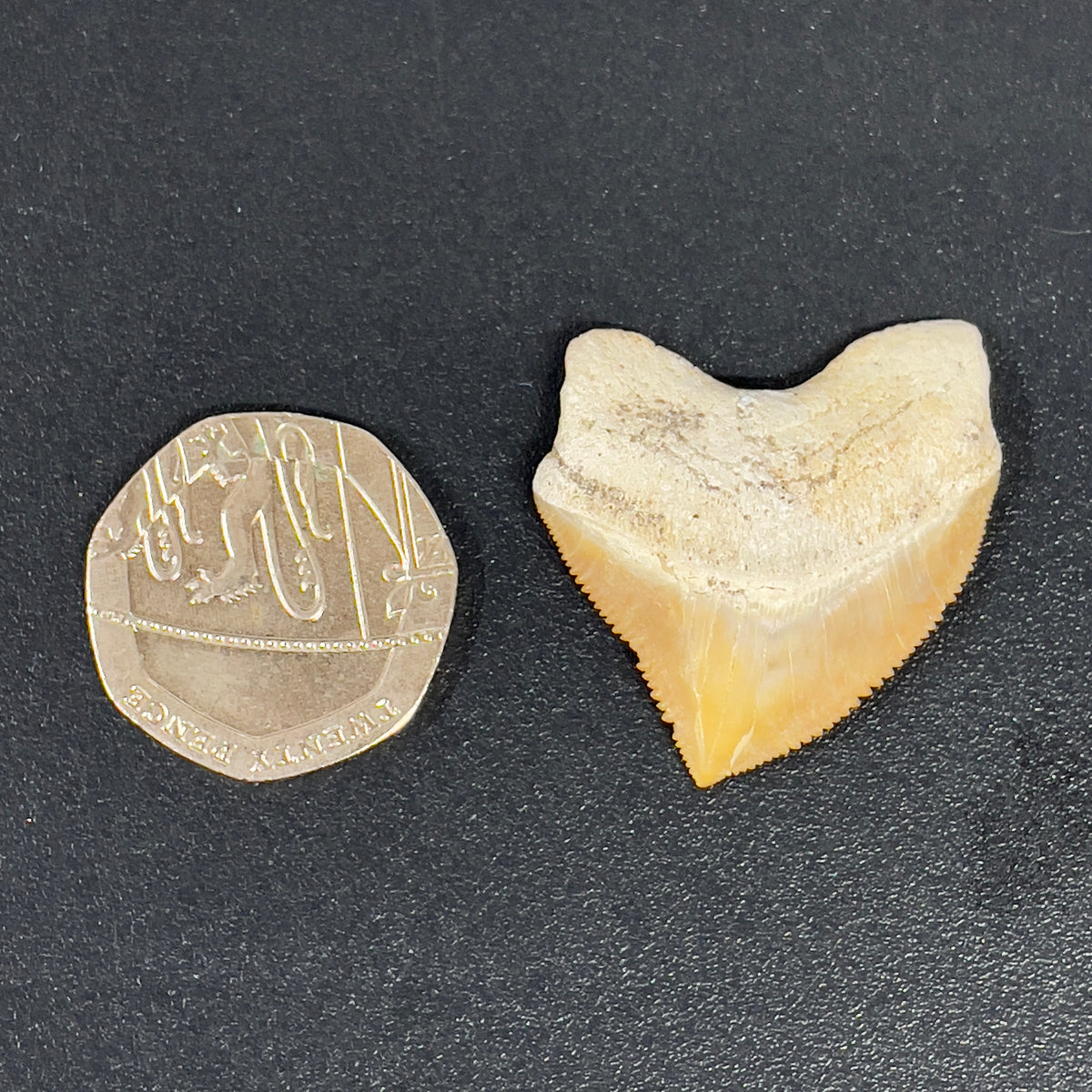 Product of the Week - Corax Shark Teeth – The Etches Collection Shop