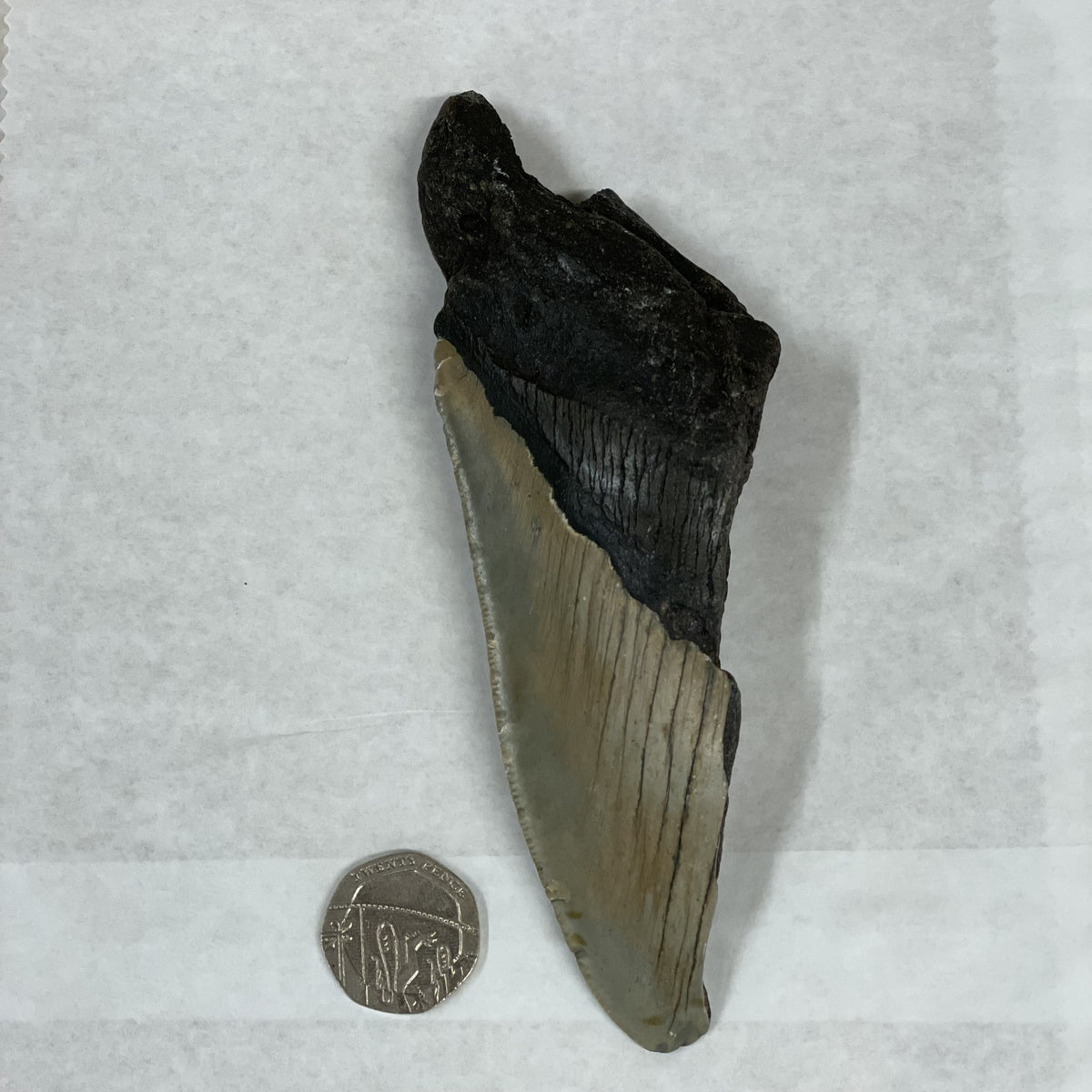 Partial Megalodon Tooth – The Etches Collection Shop