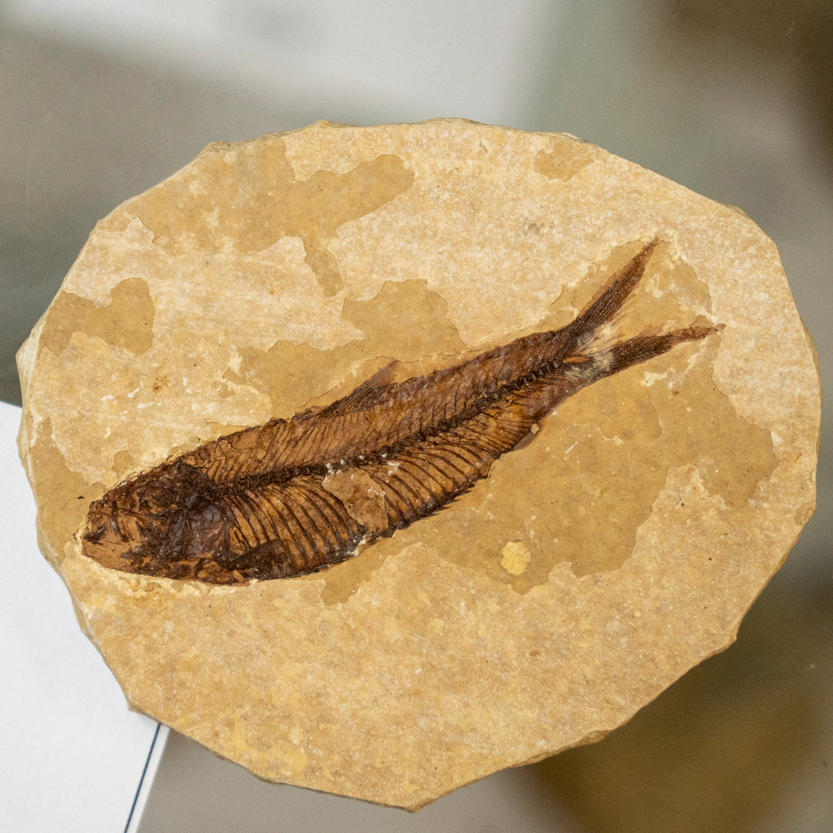 Knightia Fish – The Etches Collection Shop