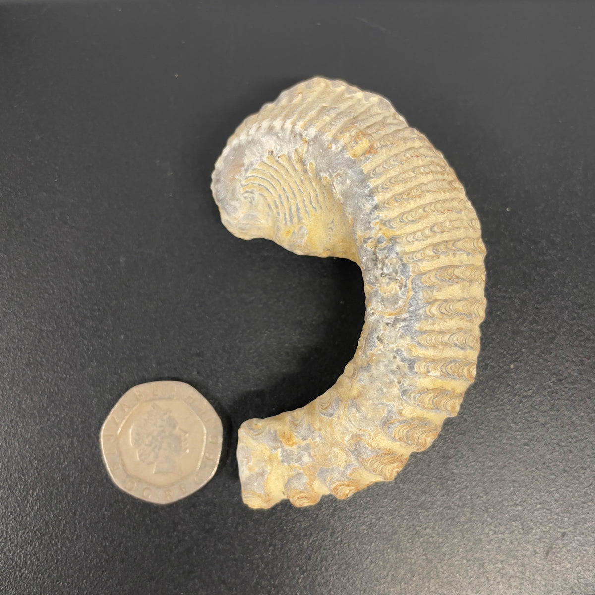 Alien Oysters – The Etches Collection Shop