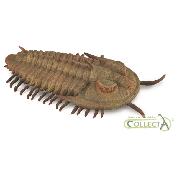 Collecta Trilobite Model Toy – The Etches Collection Shop
