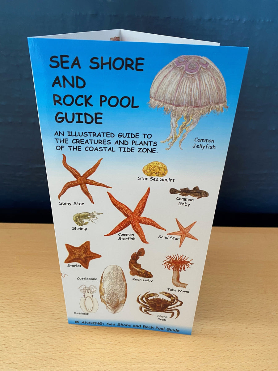 Sea Shore & Rock Pool Guide – The Etches Collection Shop